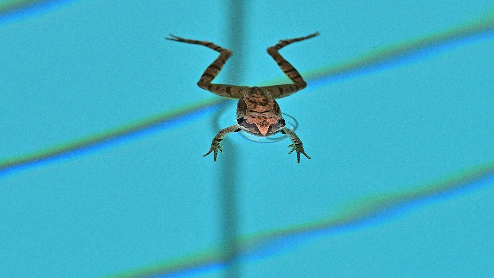 The Art of Leapfrogging